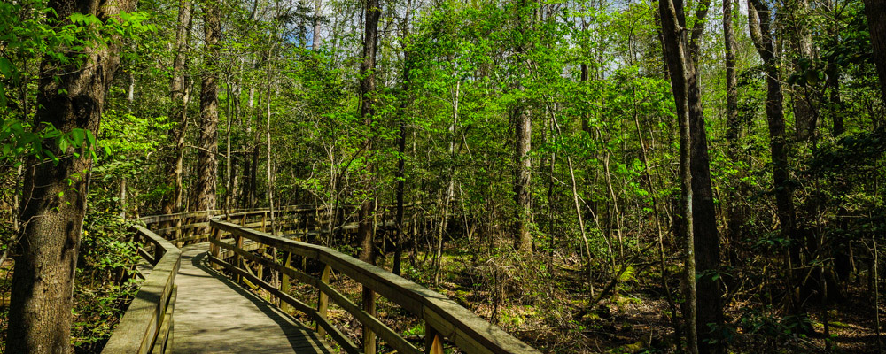 Congaree National Park Lodging & Rentals - National Parked