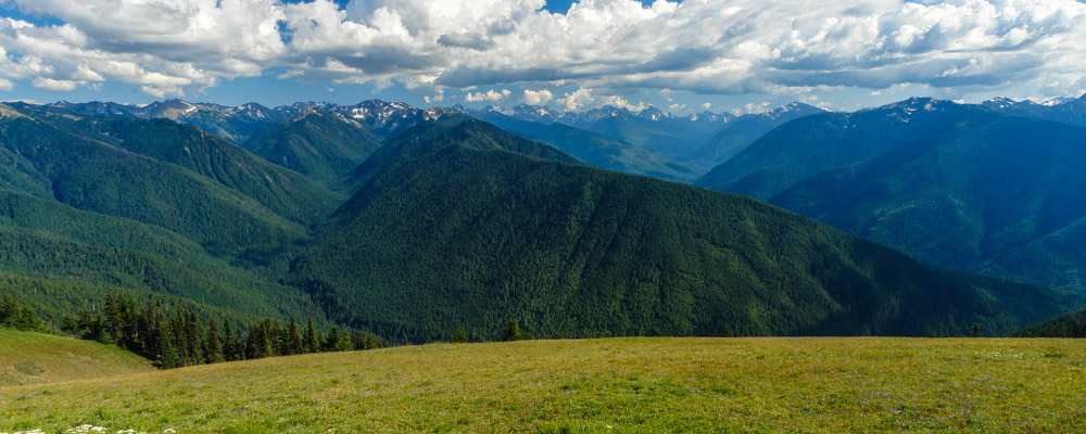 Olympic National Park's Hurricane Ridge Road - National Parked